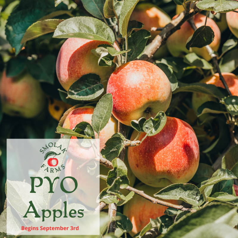 PYO Apples Open Saturday, September 3rd at Smolak Farms | Smolak Farms