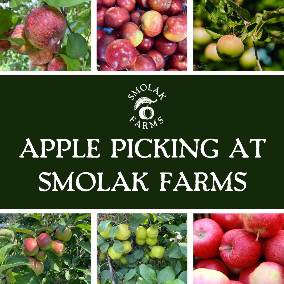 Farm Events, CSA, Wedding Venue in North Andover | Smolak Farms