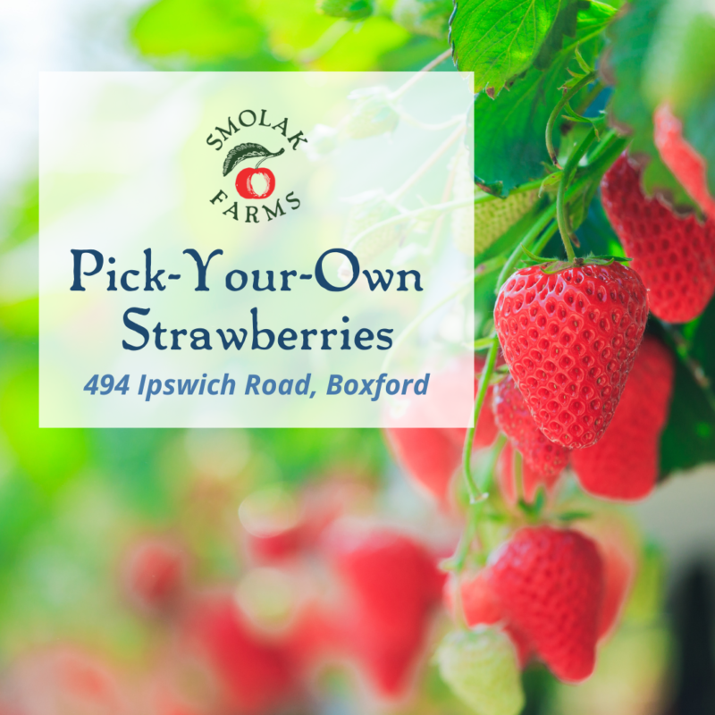 PYO Strawberries Are Open Today | Smolak Farms
