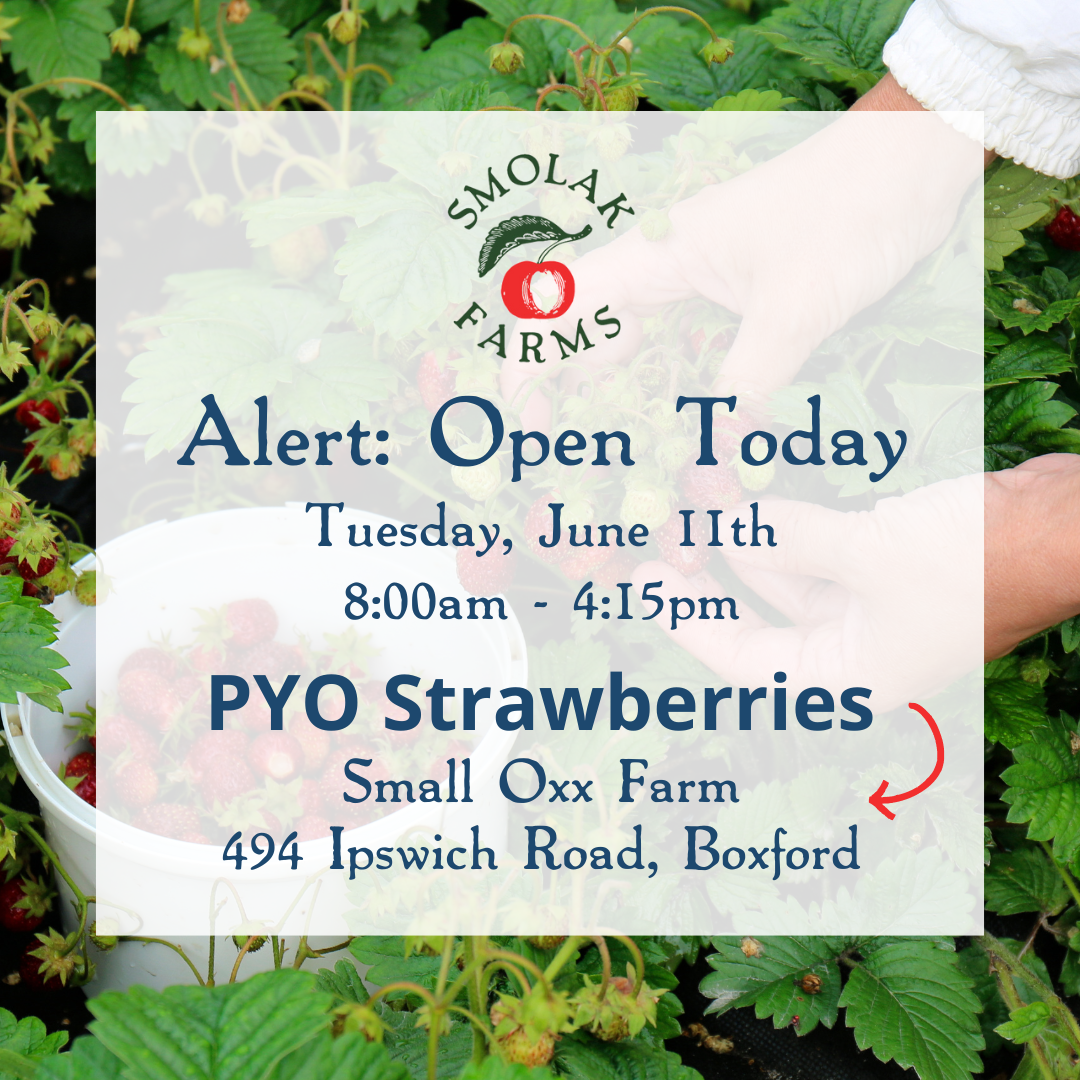 PYO Strawberries Open at Small Oxx Farm | Smolak Farms